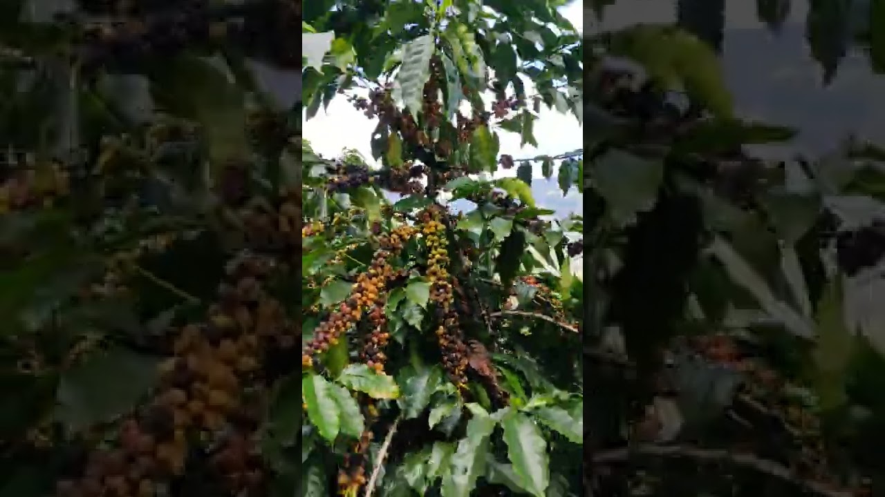 cultivar catucaí 24_137 amarelo 🌿 - YouTube