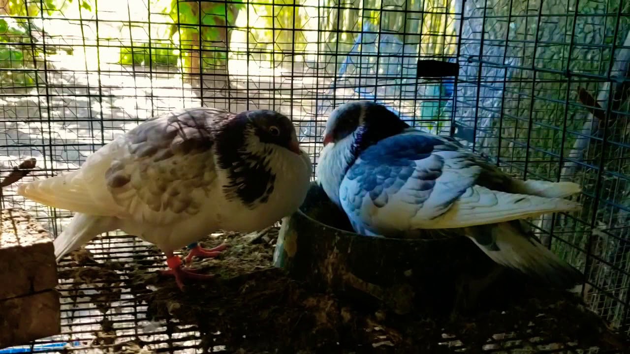 Cuban Pouter - They Hatched - 1/29/2020 - YouTube