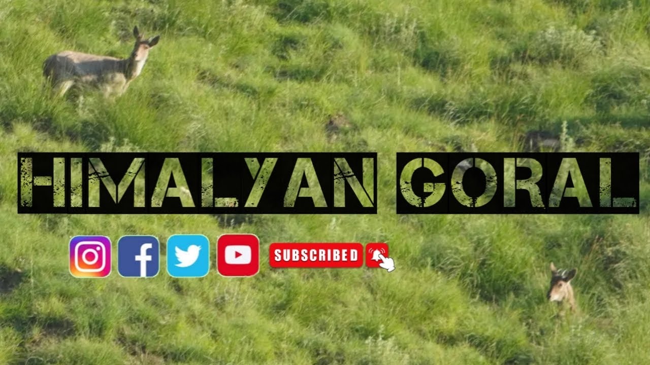 Himalayan Goral. - YouTube