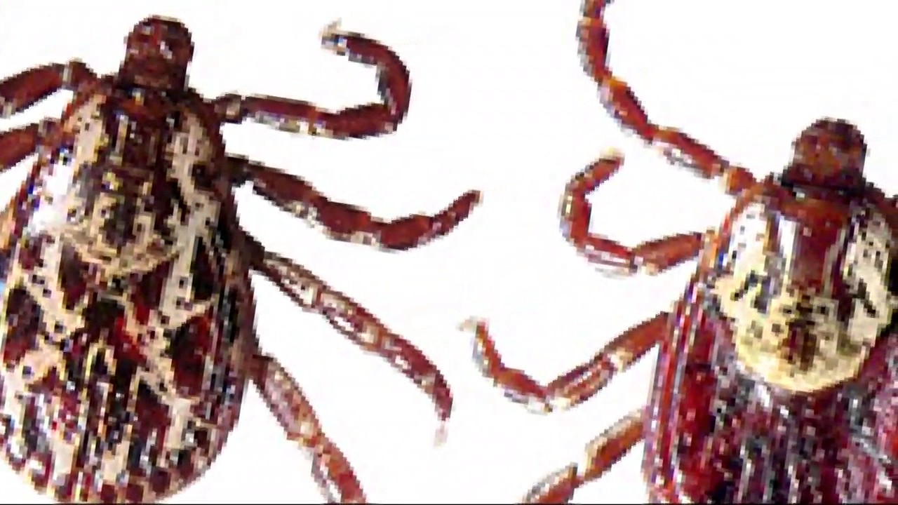 Tick bite leaves girl partially paralyzed - YouTube