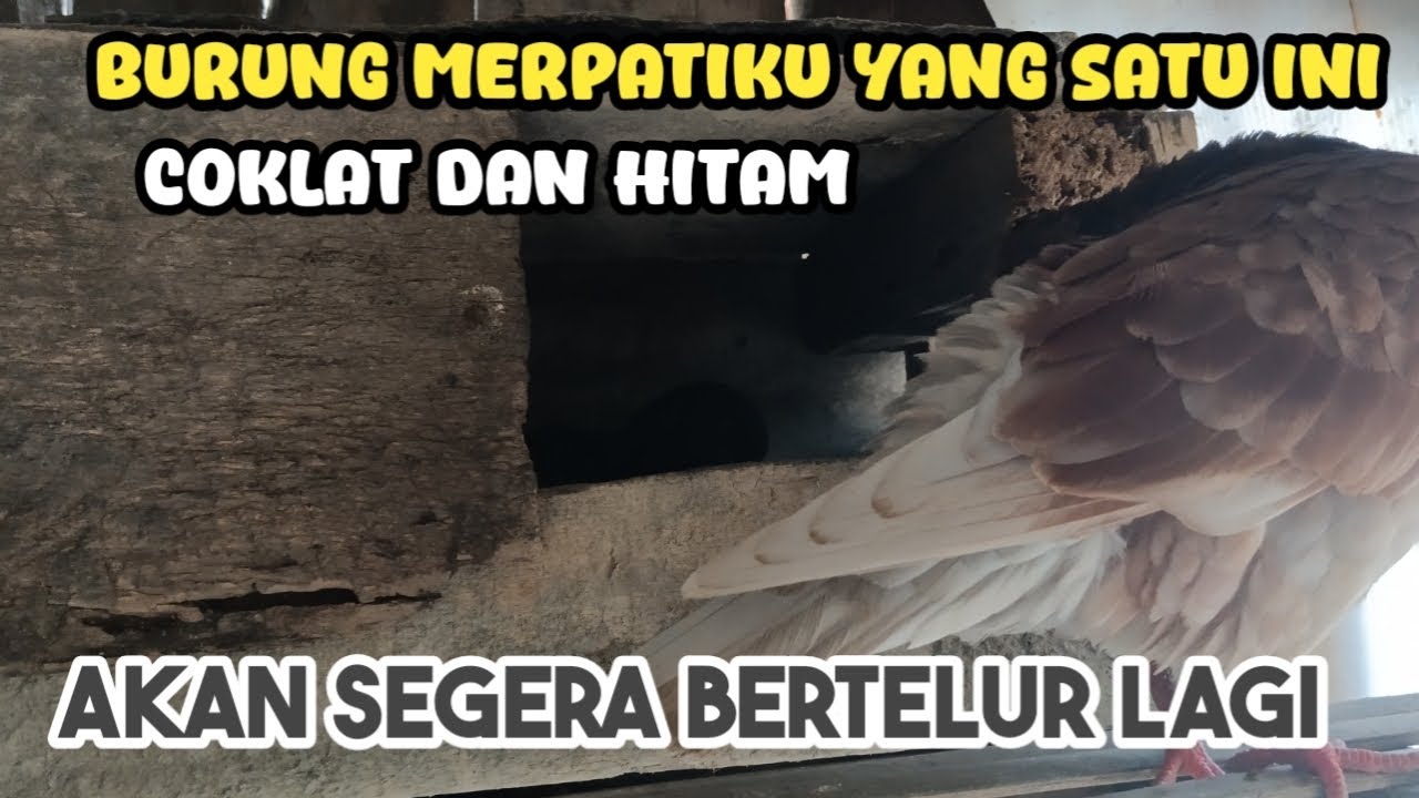 Burung Merpatiku Yang Satu Jodoh Ini, Merpati Coklat dan hitam Akan ...