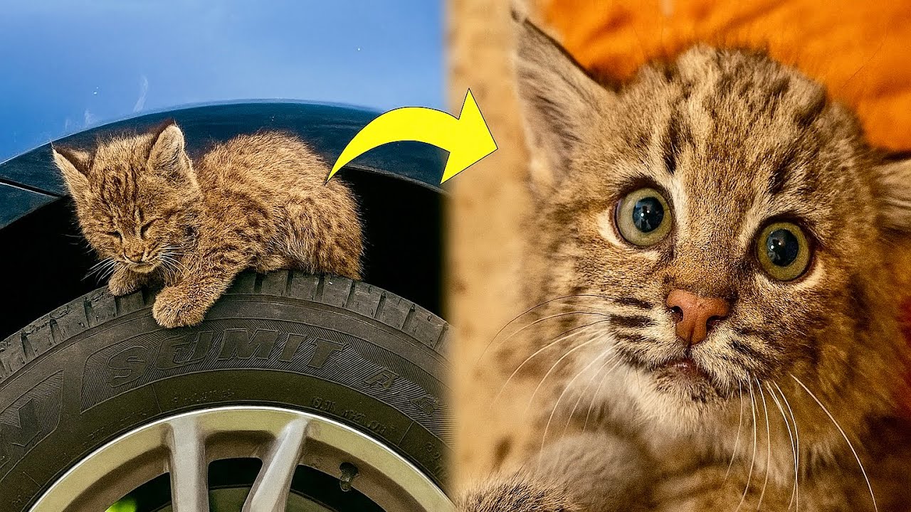 Stray Bobcat Cub Was Stuck to a Car Tire—What Happened Next Changed ...
