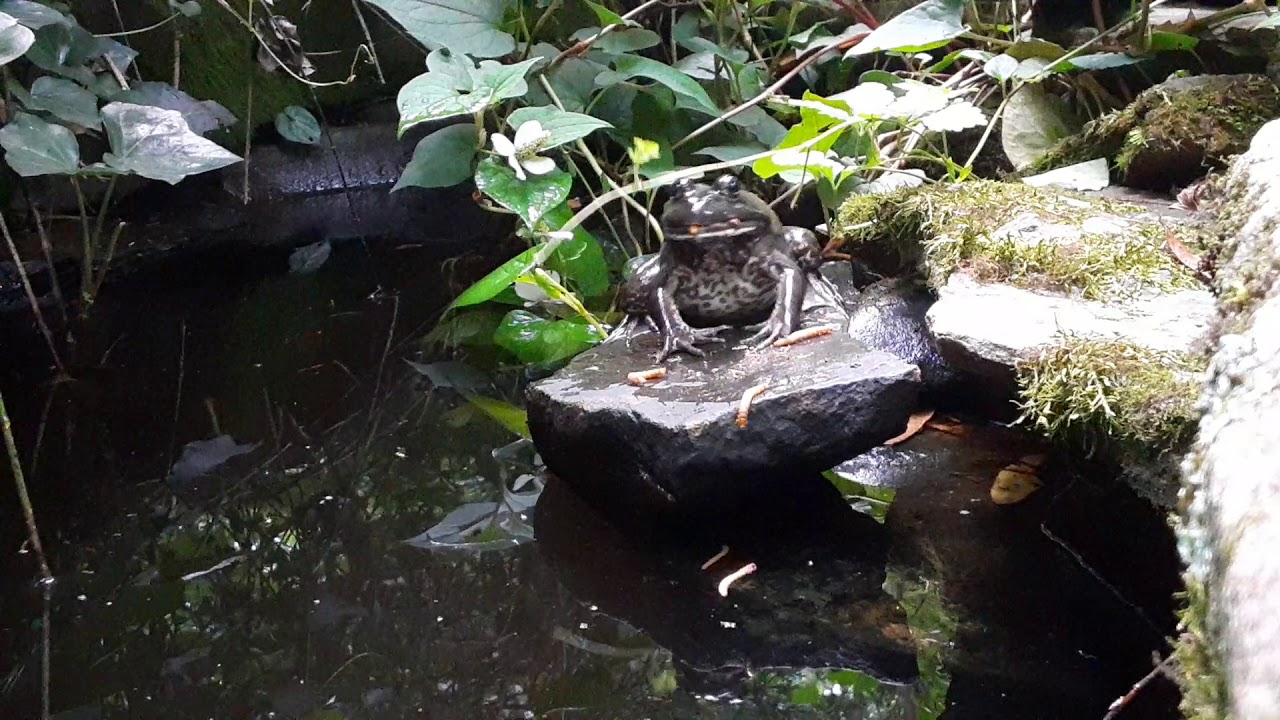 Bull frog exit stage left - YouTube