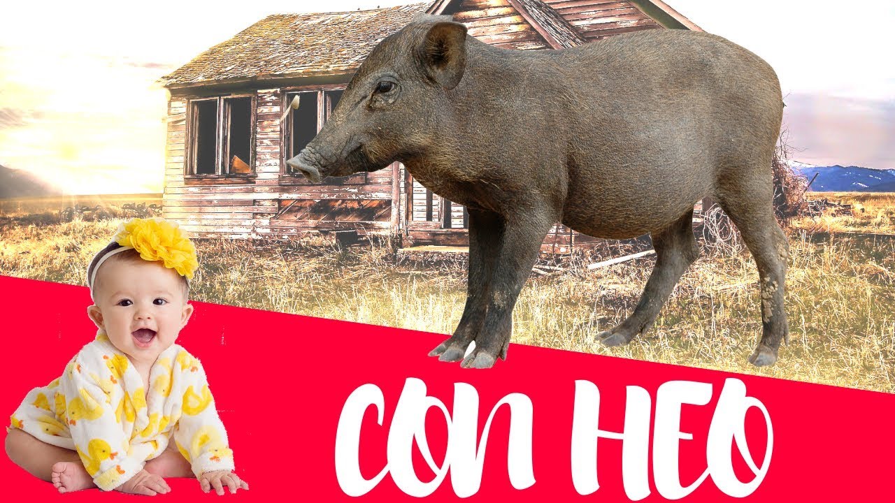 Dạy bé học con heo | Dạy em bé tập nói tên và hoạt động các con vật ...