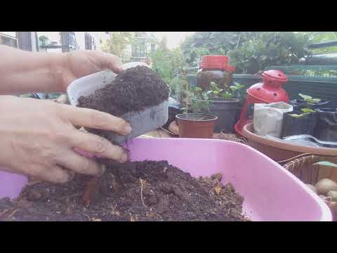 SAKSI TOPRAĞI HAZIRLAMA