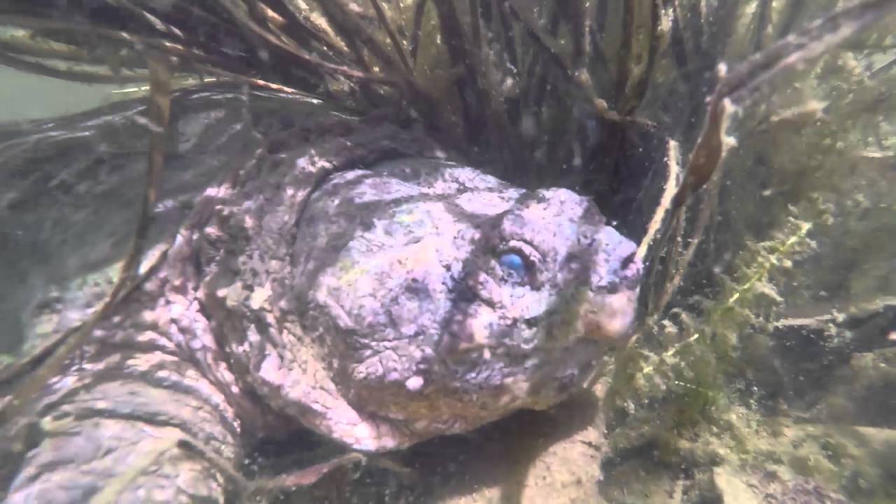 Underwater Snapping Turtle - YouTube