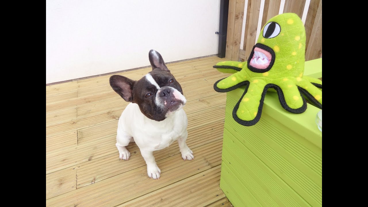 French Bulldog vs Alien Toy - YouTube