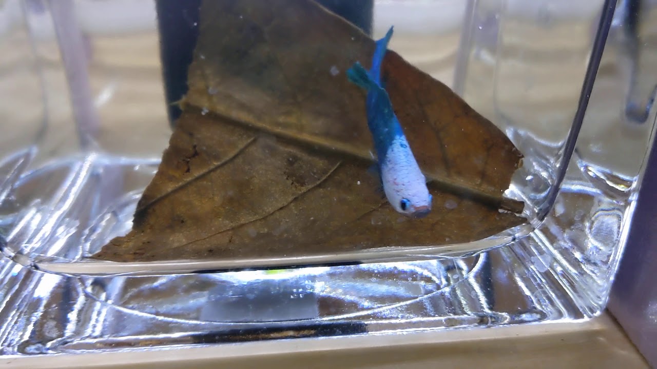 Green Hulk Male betta - YouTube