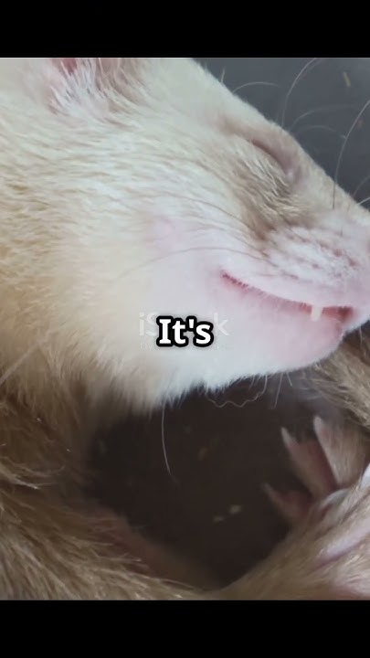 Five Fascinating Facts about Ferrets - YouTube