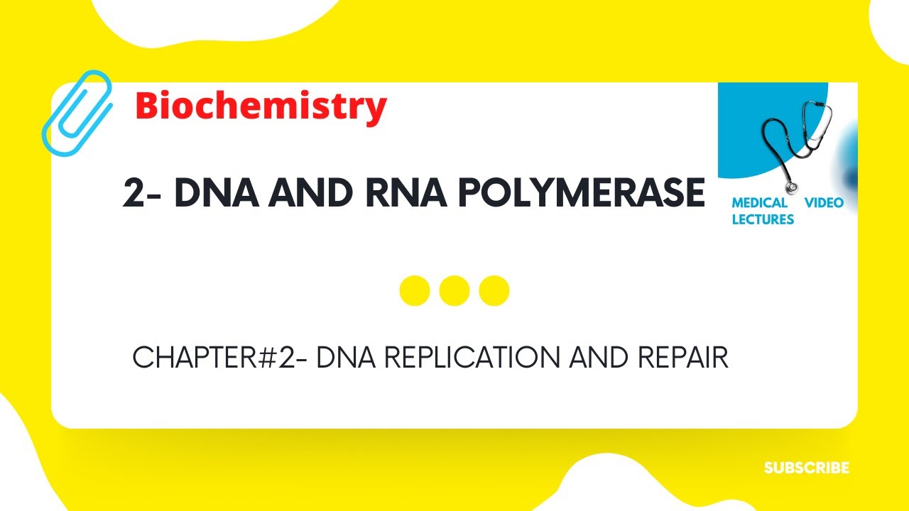 DNA and RNA polymerase | CHAPTER#2- DNA REPLICATION AND REPAIR - YouTube