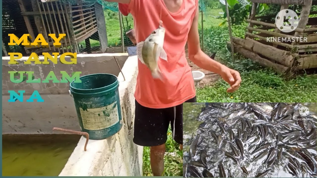 Concrete pond/Bingwit muna tayo ng pang ulam - YouTube