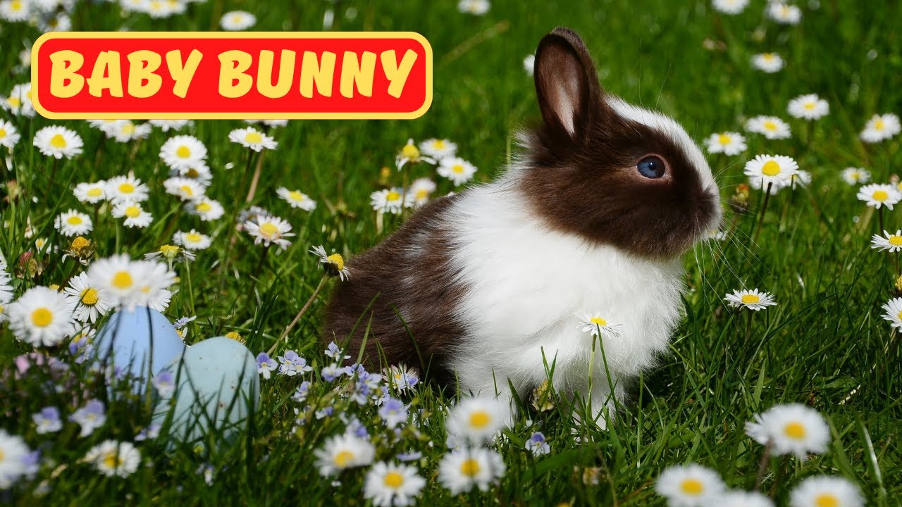 Baby Rabbit Eating - Funny and Cute Baby Bunny Rabbit Videos - YouTube