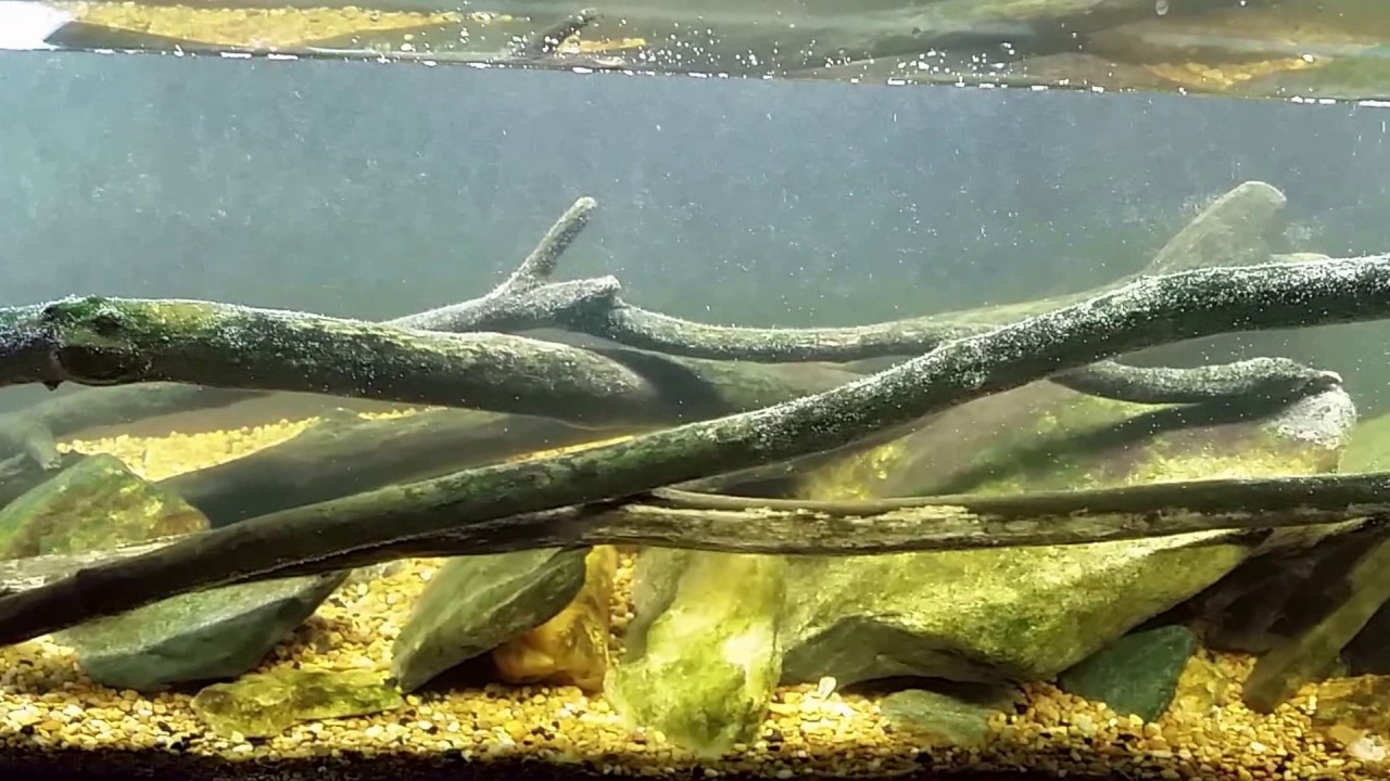 Native Tank: Final Step In Killing Columnaris Bacteria - YouTube