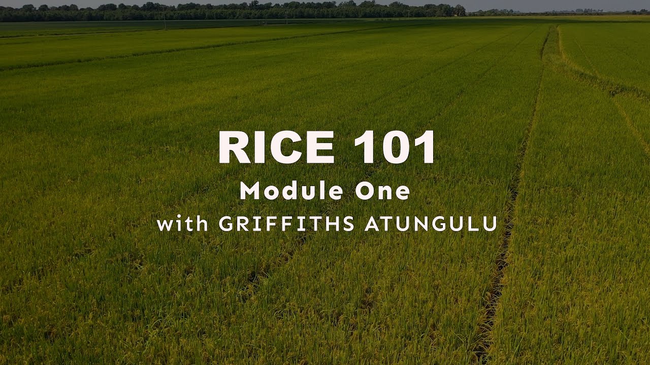 Rice 101: Module 1- Basics of Rice Crop and Rice Kernel - YouTube