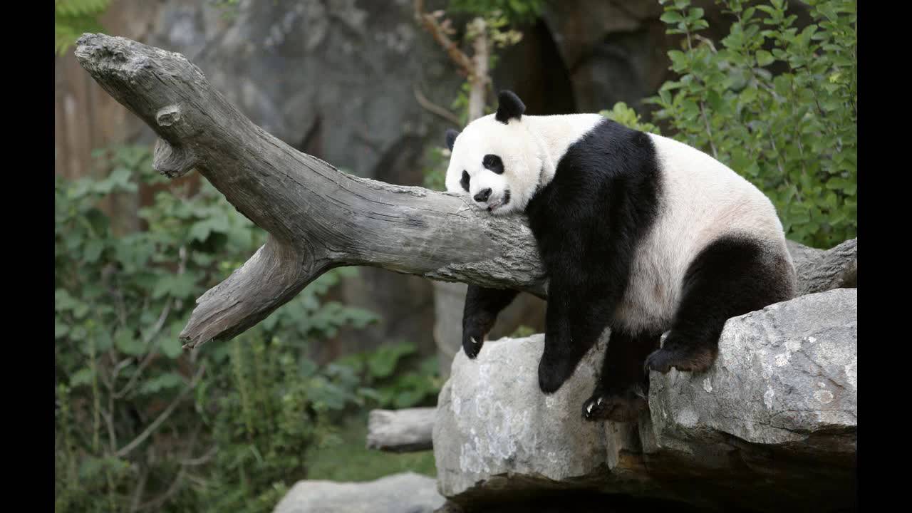 Un vieux papi panda - YouTube