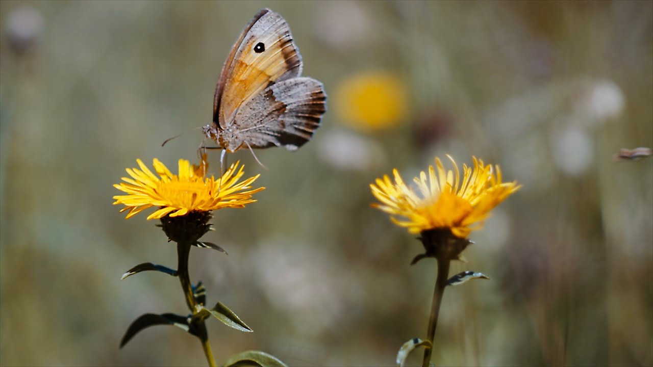 Butterfly Landing | (4K) - YouTube