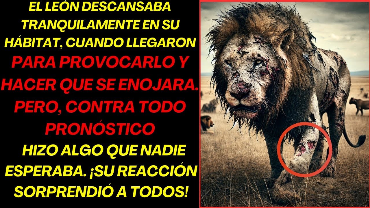 INTENTABAN irritar AL león SALVAJE, ¡PERO él NO se IRRITABA con NADA ...
