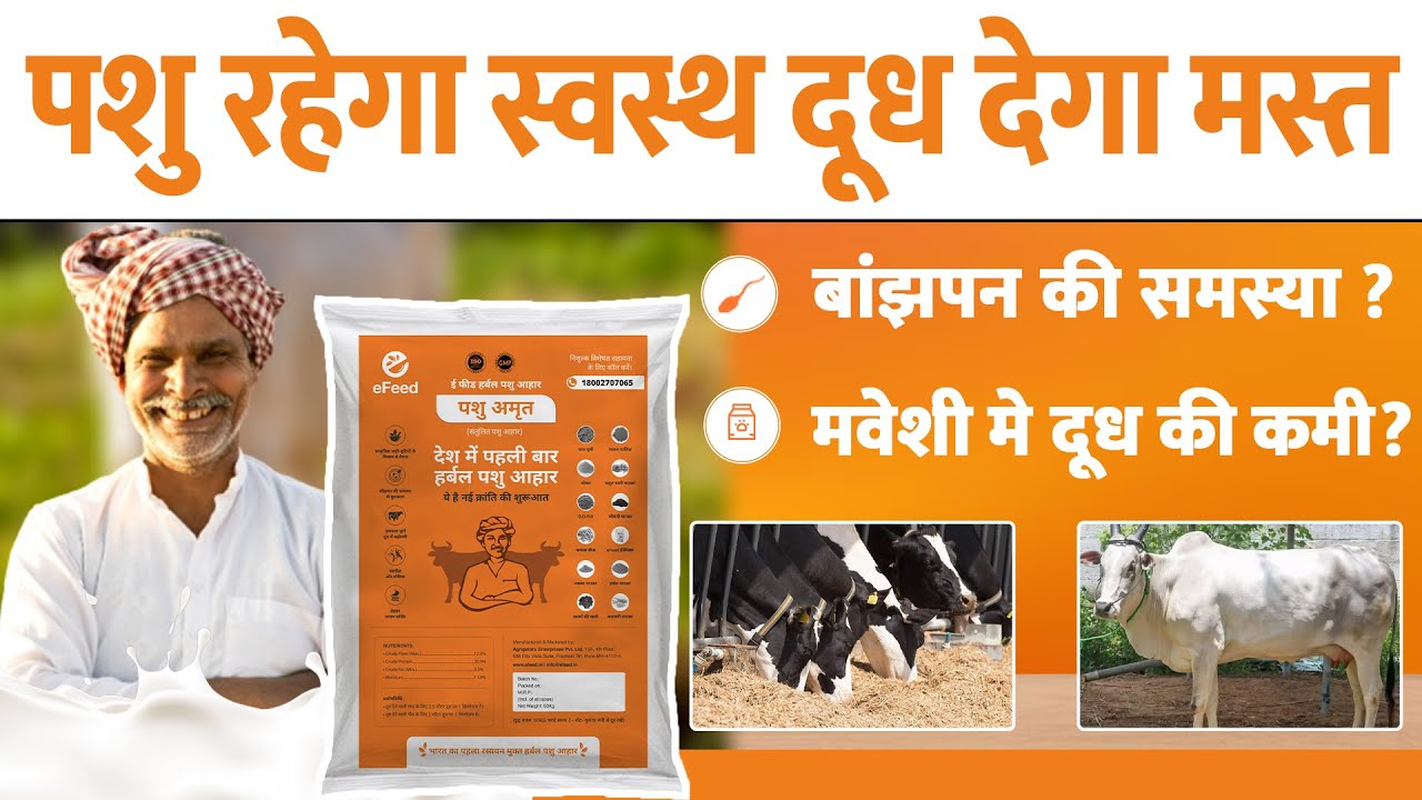 भारत का सबसे बढ़िया पशु आहार- दूध ज्यादा, मुनाफा ही मुनाफा || Pashu ...