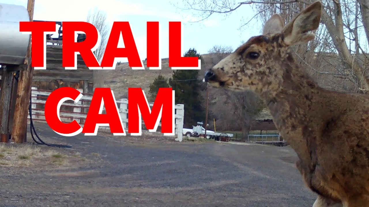 Easter Bunny Sighting! Chicken Pox Deer?! - YouTube