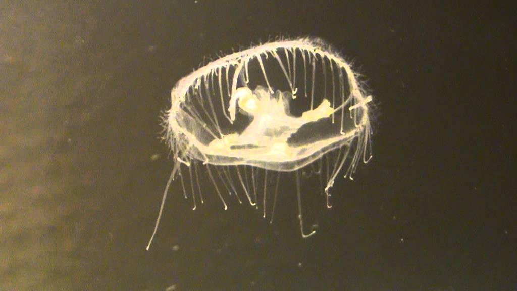 Craspedacusta sowerbyi. Freshwater jellyfish. Medusa de agua dulce ...