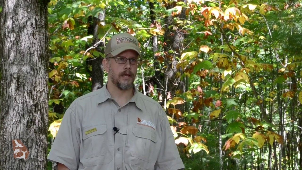Black Bears In Georgia Sightings And Tips To Keep Them Moving YouTube black-bears-in-georgia-sightings-and-tips-to-keep-them-moving-youtube