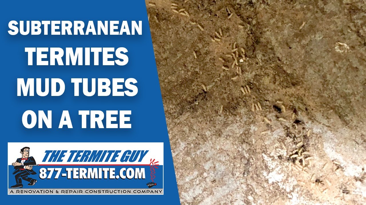 Subterranean Termite Mud Tubes - YouTube