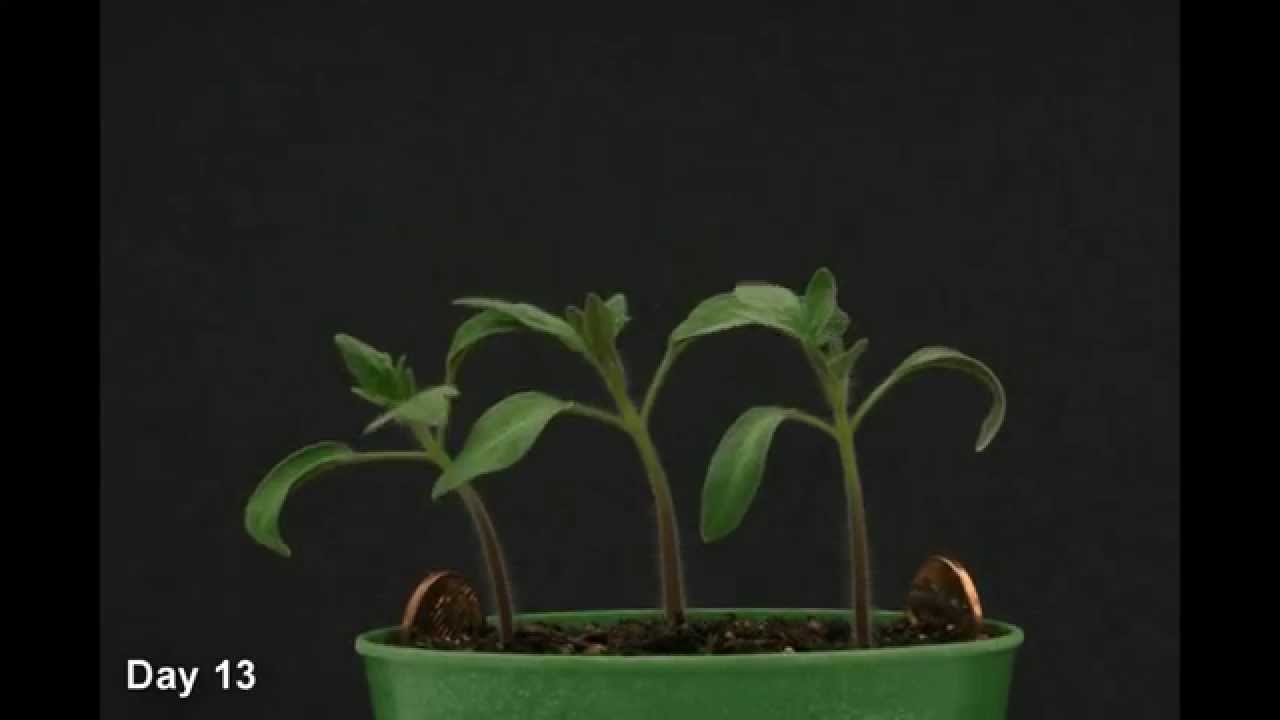 Time Lapse Tomato Plant HD - YouTube