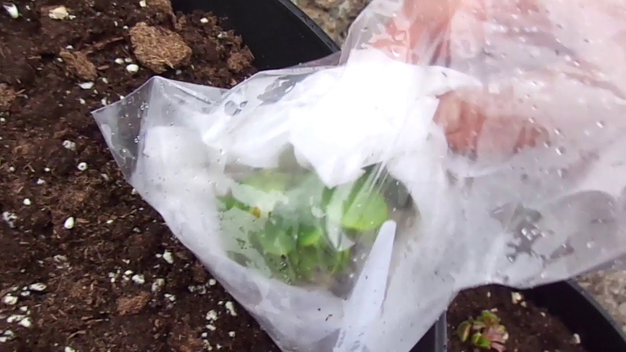 4 week update on DCXL venus fly traps, and purchase of new SD Kronos ...