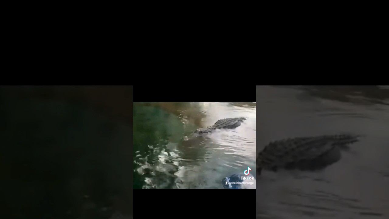 Joe Ball Was Nicknamed "The Alligator Man" In Texas For A Chilling ...