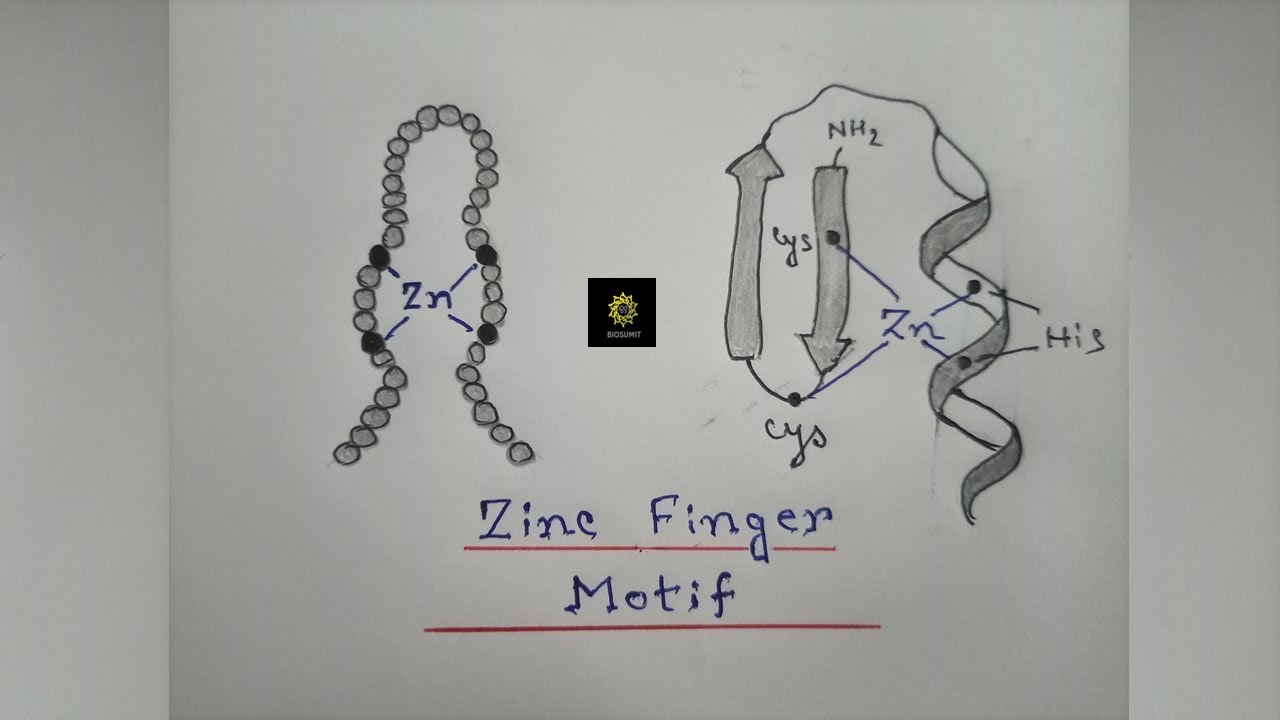 Zinc Finger Motif - YouTube