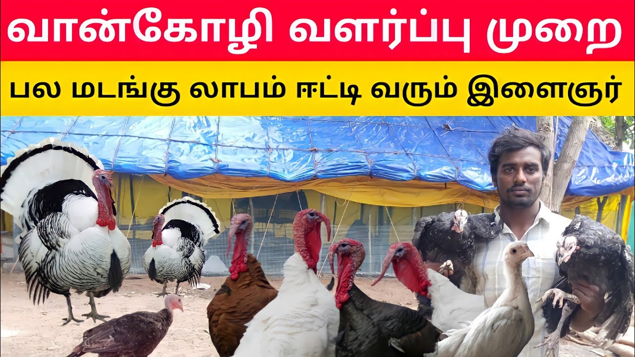 வான்கோழி வளர்ப்பில் அசத்தும் இளைஞர் | turkey farm| vankozhi valarpu in ...