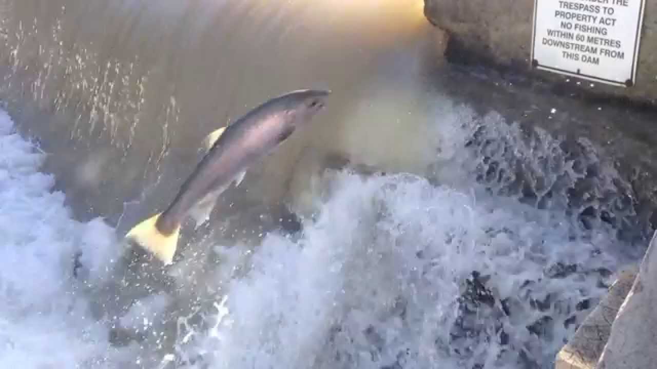 Old Mill Trout Run (April 11, 2014) - YouTube