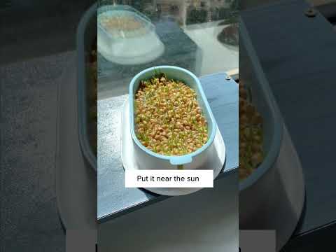 Grow Cat Grass Without ANY Soil?? 🙀