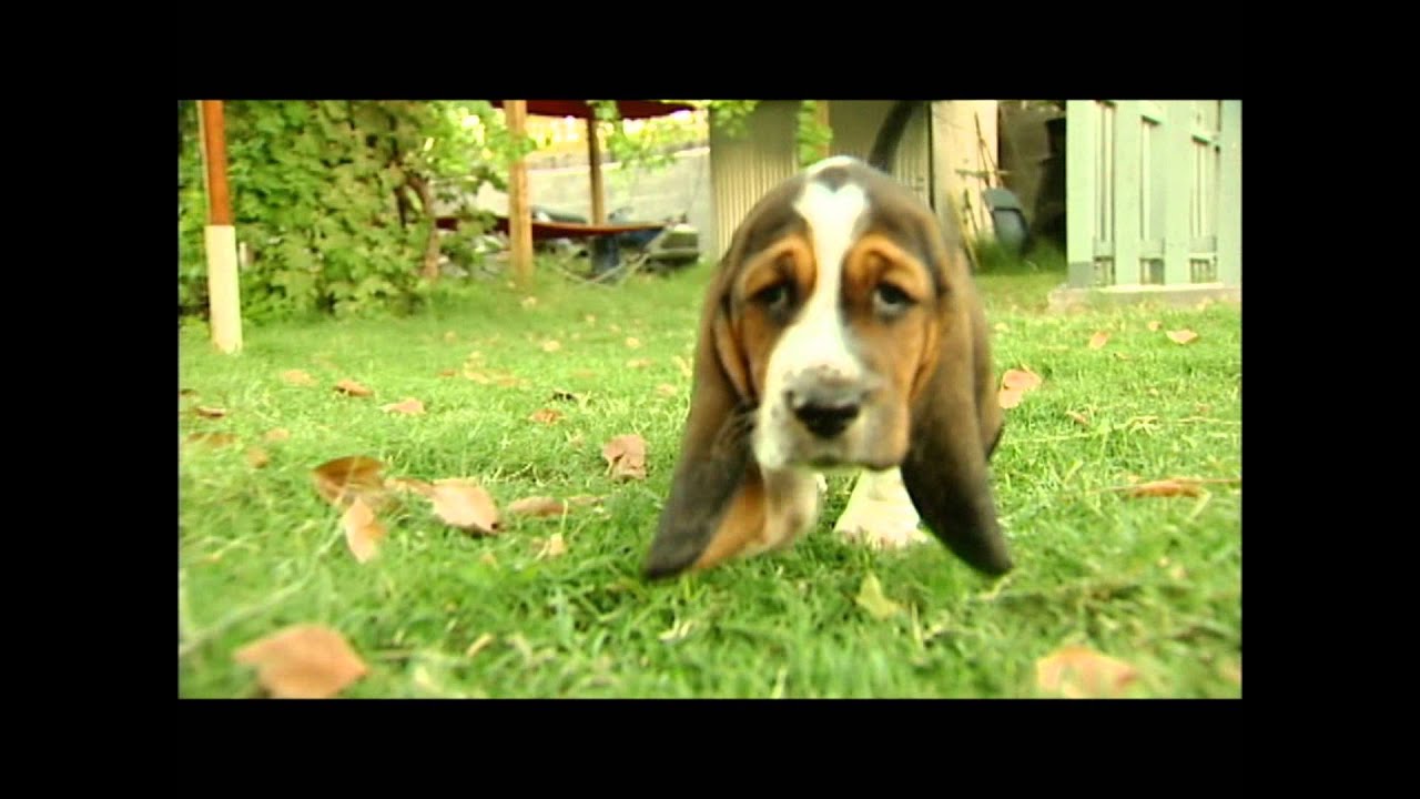 Lady Basset Hound Puppy 7 Weeks Old! - YouTube