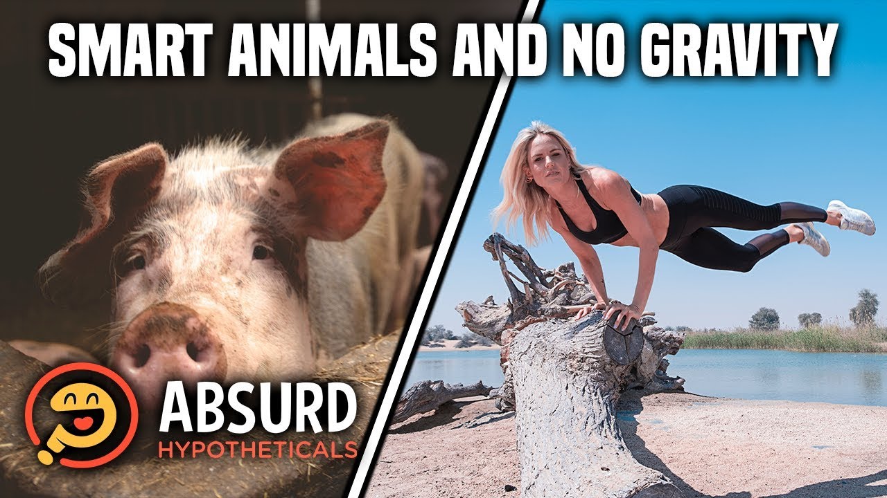 Episode 25 - Smart Animals and No Gravity - Absurd Hypotheticals - YouTube