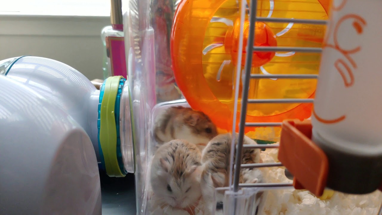 Two Robo hamsters and A New member - YouTube