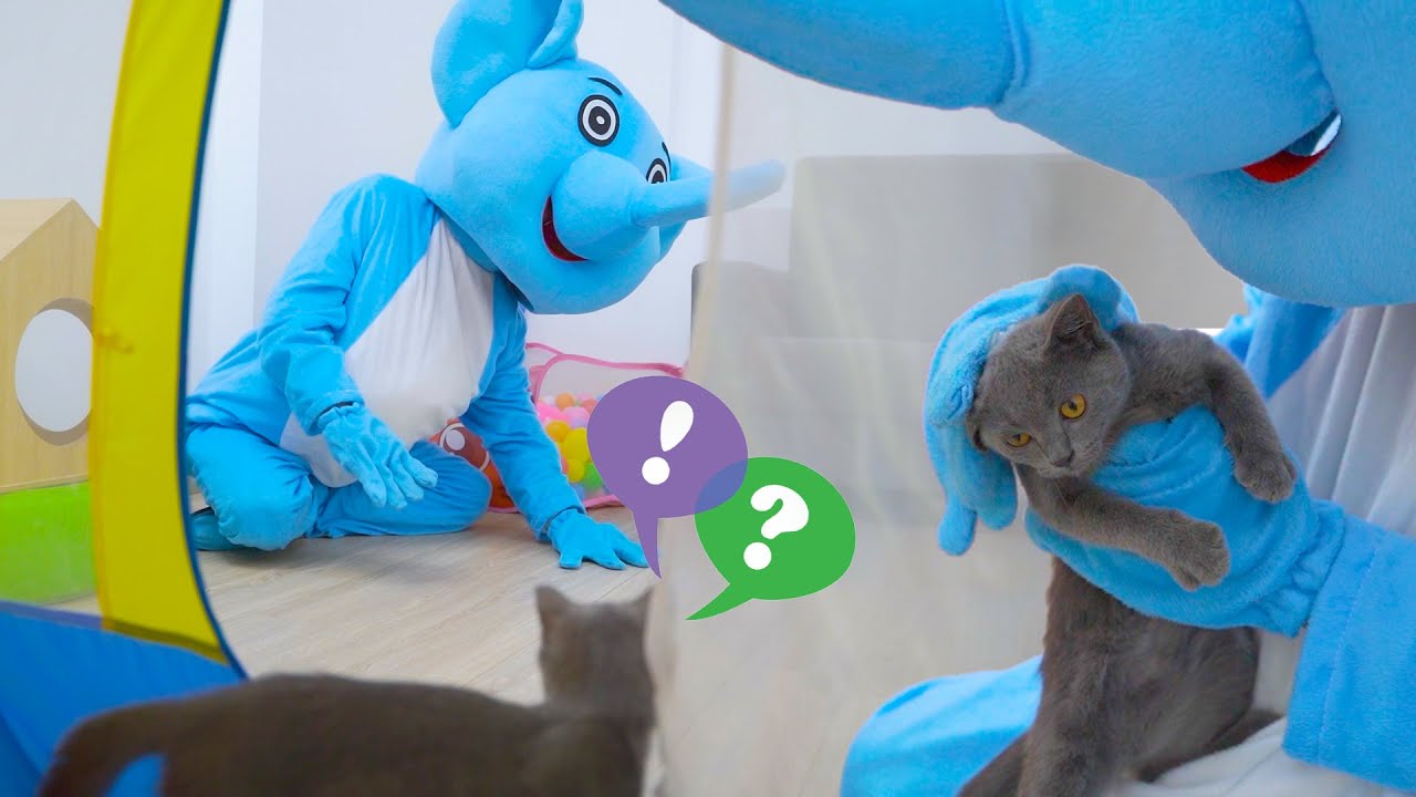 Cat vs Elephant | Little Kittens - YouTube