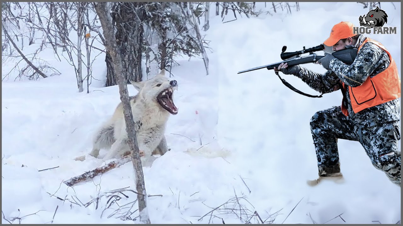 American Farmers Deal With Millions of Wild Boars and Wolves | Hog Farm ...