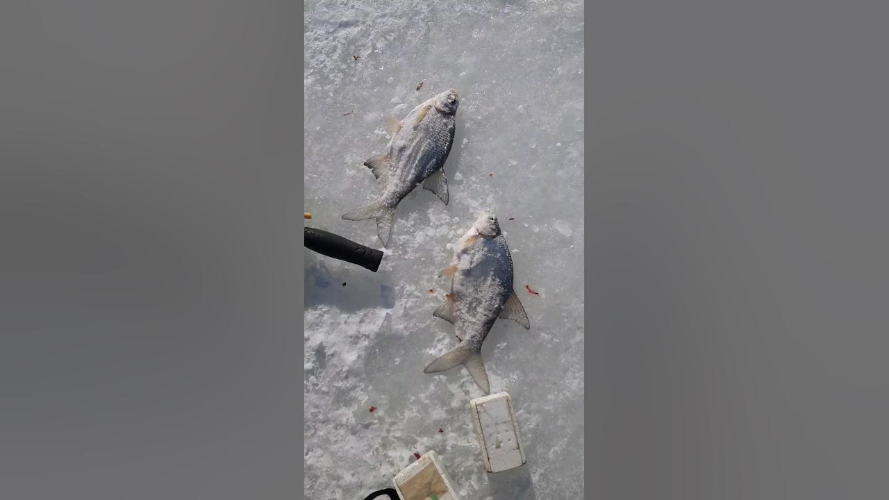 Донской забан - шикарная рыба. - YouTube