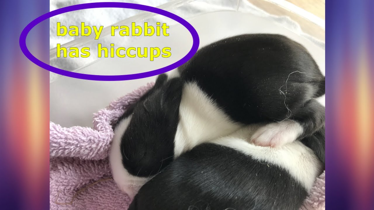 BEAUTIFUL newborn CUTE Dutch BABY Rabbit has hiccup - 1 week old # ...