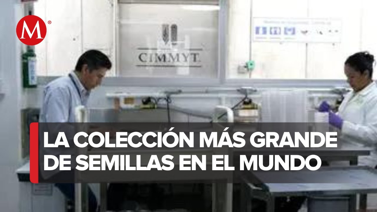 Banco de germoplasma en el estado de México, busca conservar la ...