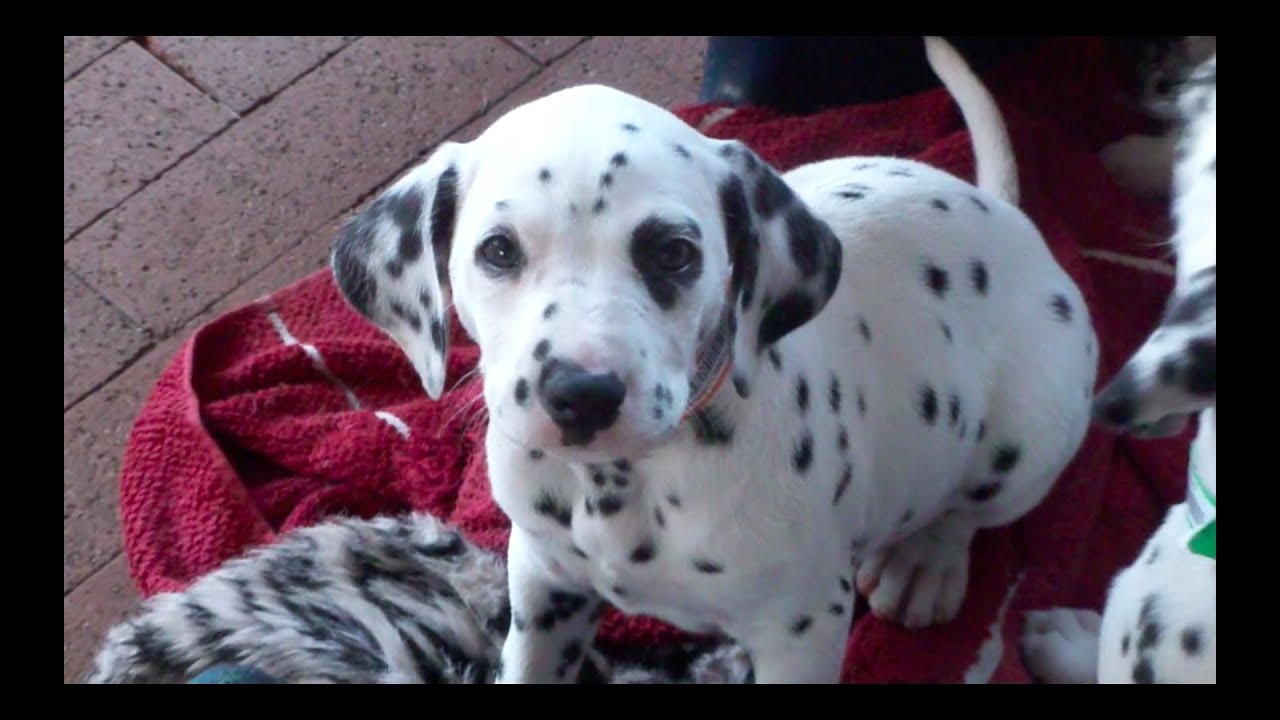 Dalmatian Puppies - YouTube