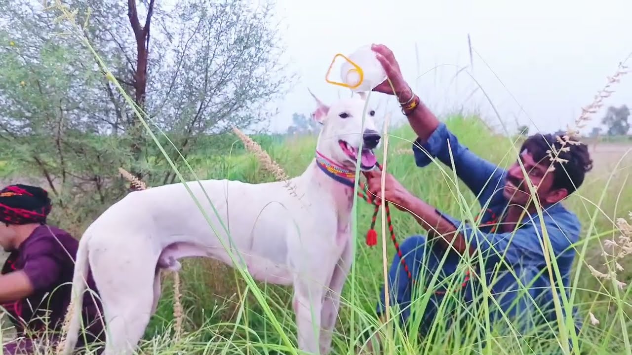 Suar ka shikar in Pakistan 2024 | boar hunting for life | pig Shikar ...