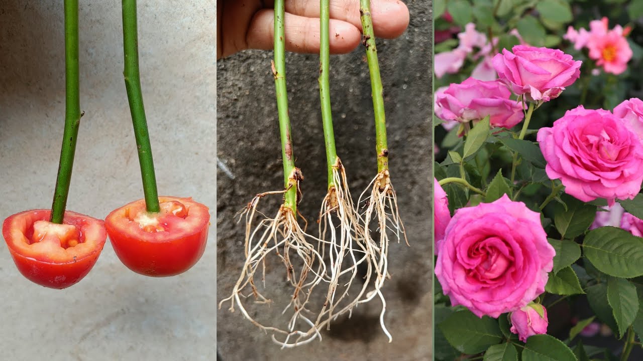 Propagate roses from cuttings with tomato | How to grow rose plant from ...