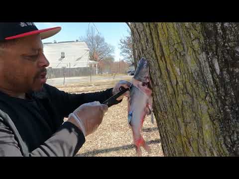 Pulling the skin back - YouTube