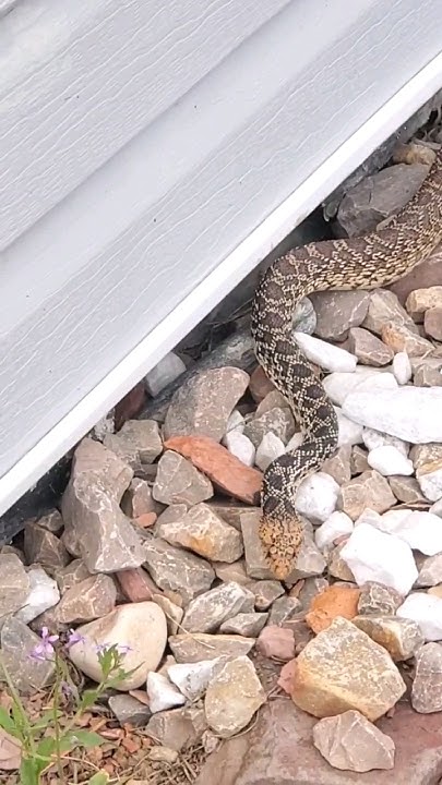 the camera was very zoomed in & this is a bull snake 💗 #snakes # ...