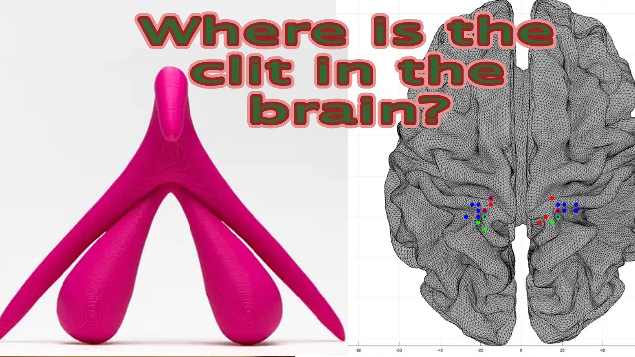 Where Is The Clitoris Represented In The Brain Youtube