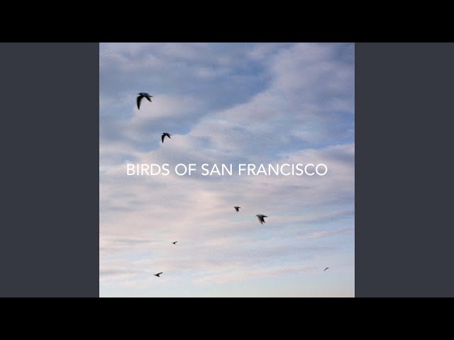 Bo Staloch - Birds Of San Francisco, chords, lyrics, video