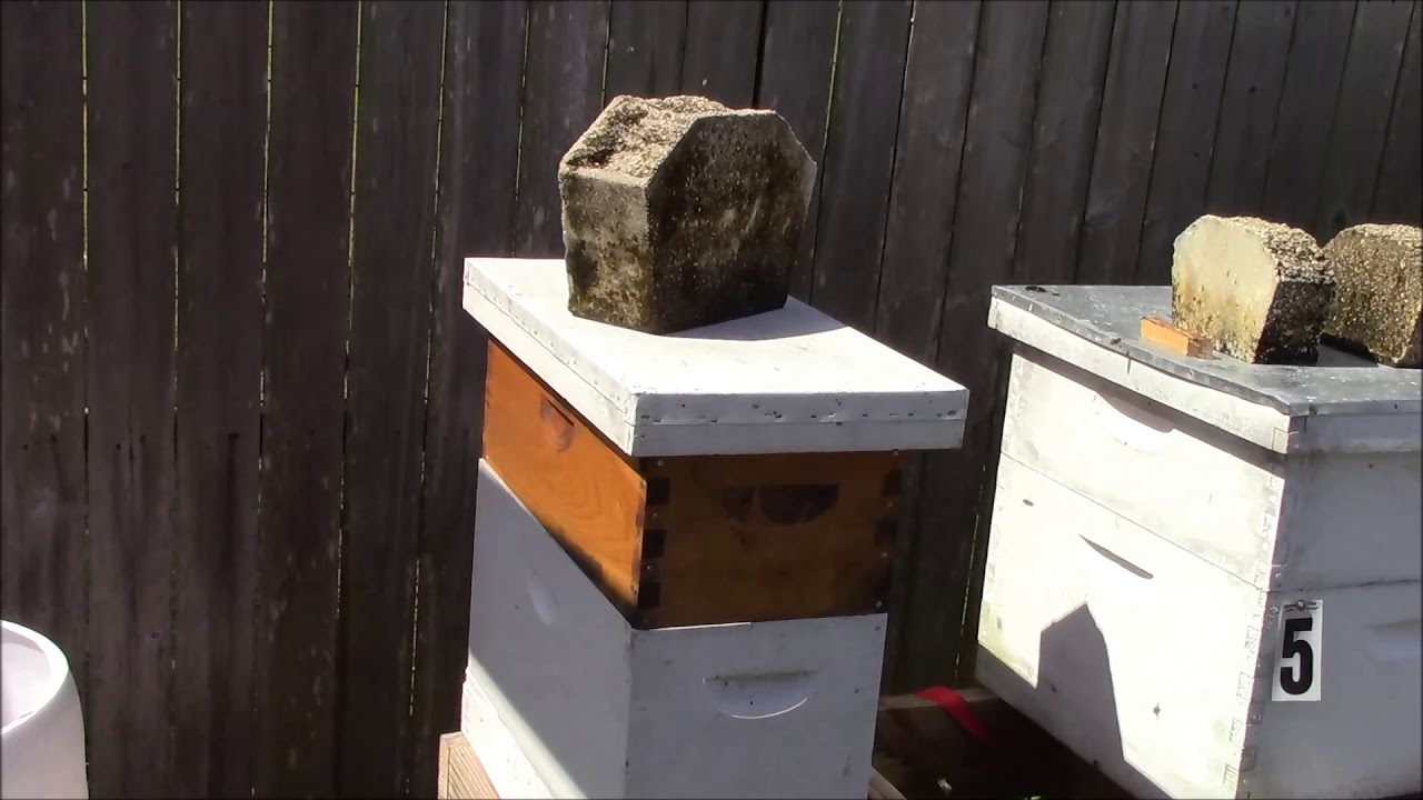 Recovering Toxicity Poisoning - Nucleus Colony Observation - YouTube