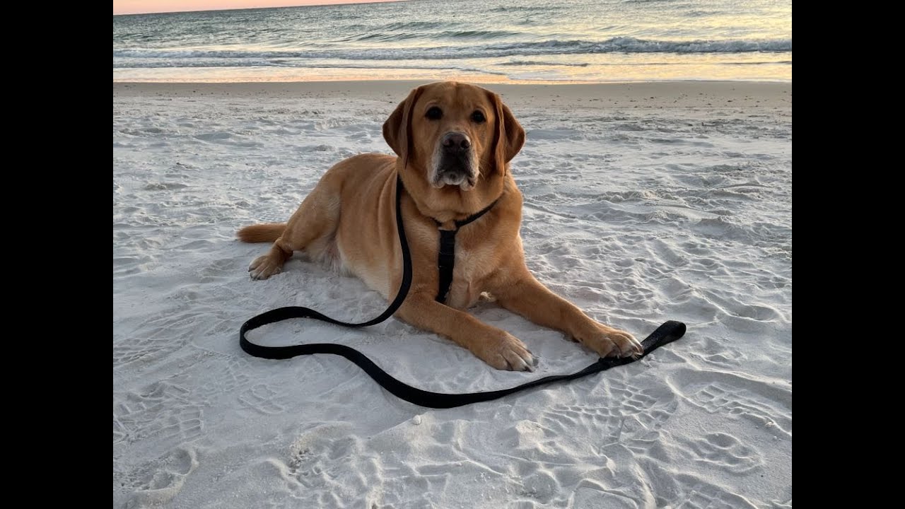 Which way to the Beach? Lab GoPro-ing! - YouTube